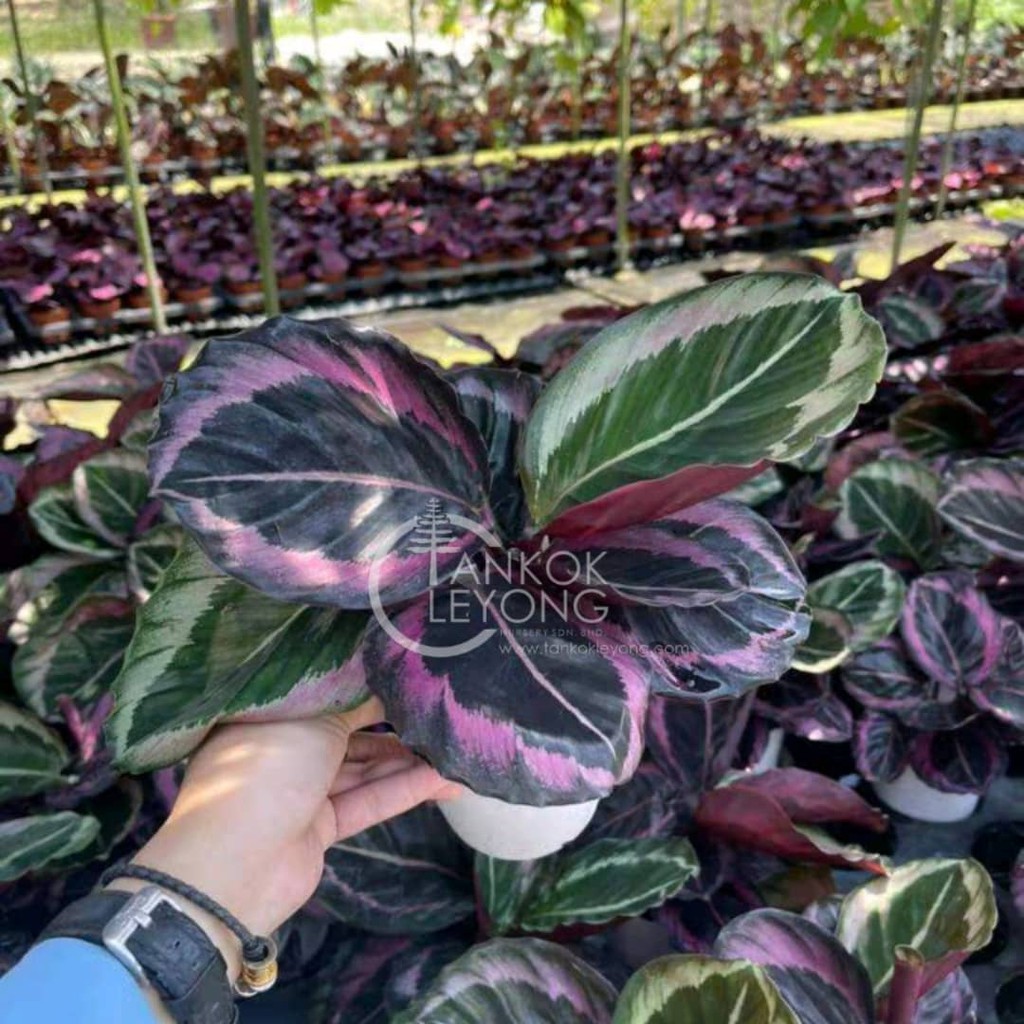 TKL - Calathea Little Princess 红酒竹芋 / Princess Jessie 红彩虹竹芋 | Shopee ...