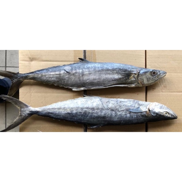 Ikan Tenggiri Jeruk (1pcs 700gram) | Shopee Malaysia