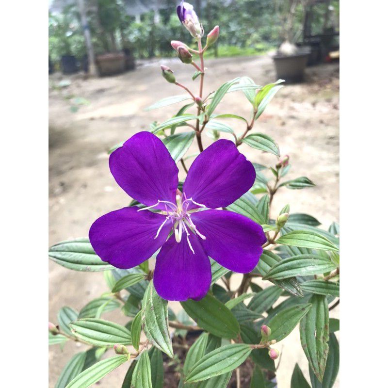 pokok bunga senduduk holland purple/ senduduk ungu | Shopee Malaysia