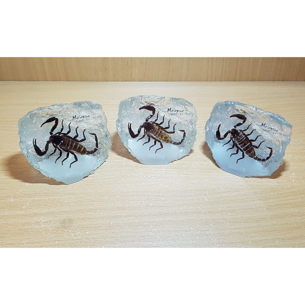 Real Life Scorpion Insect In 3"Inch Nature Resin Art Landscape Mountain ...