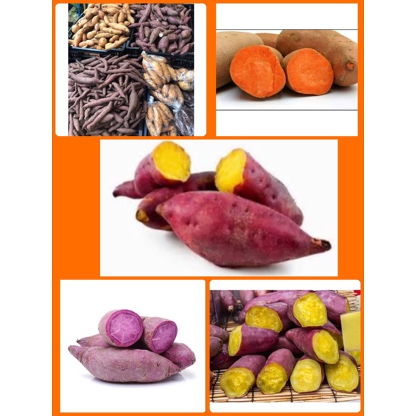 ubi manis cameron higlands | Shopee Malaysia