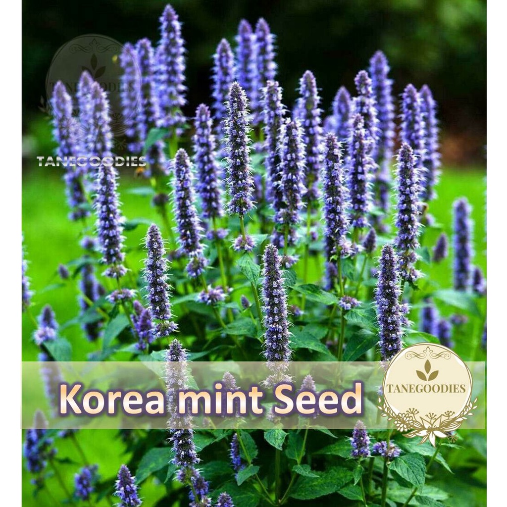 25pcs Seed Korean Mint Agastache Rugosa Herb Biji Benih Pudina Korea ...