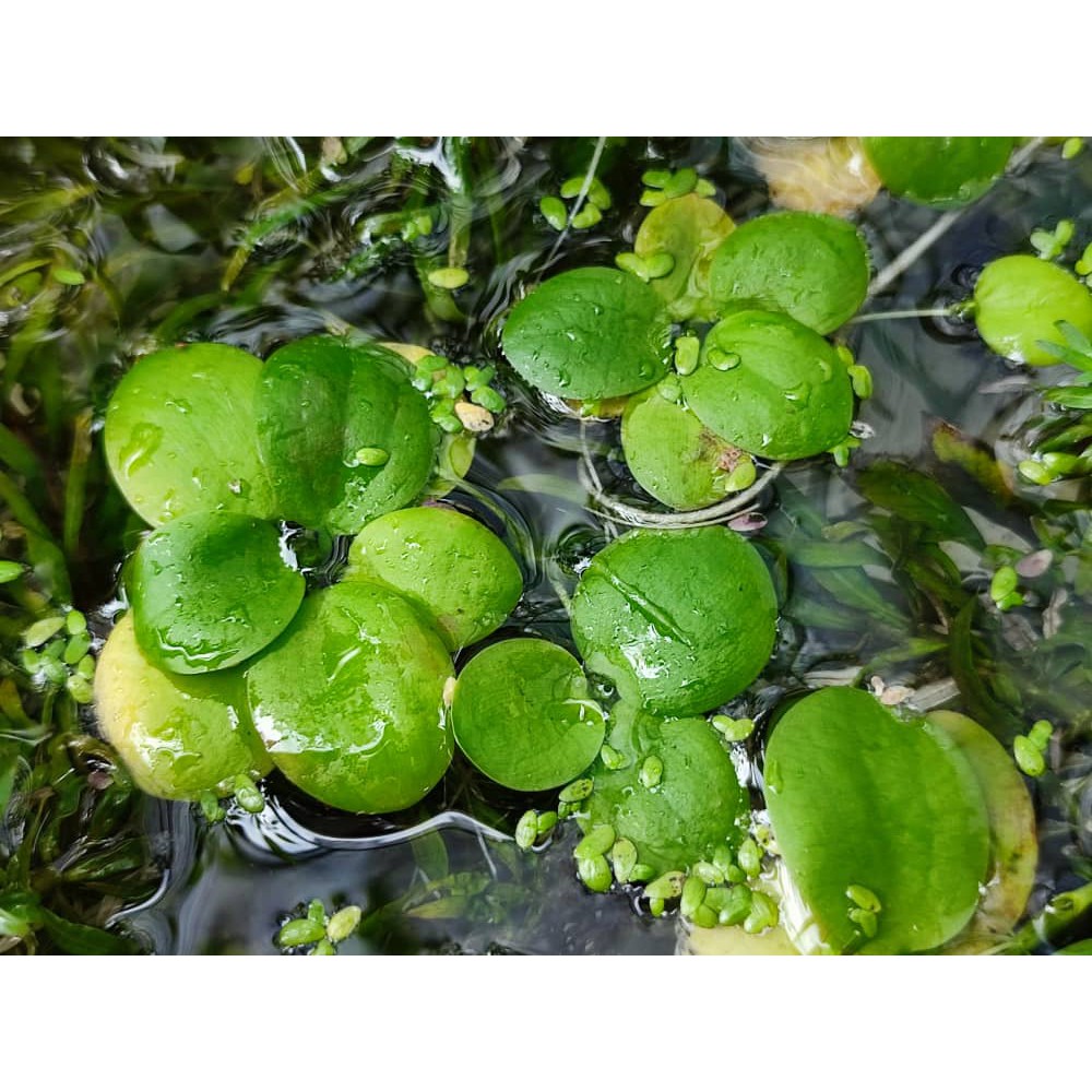 (LOW TECH PLANT) AMAZON FROGBIT (Floating plant) | Shopee Malaysia
