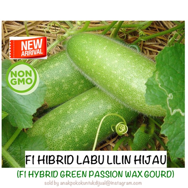 Benih/ Seeds : 360 F1 Hibrid Labu Lilin Hijau (Green Passion Wax Gourd ...