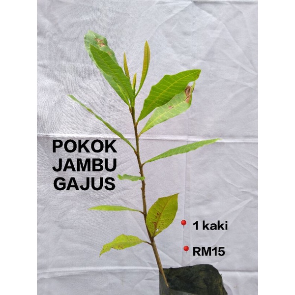 Anak Pokok Jambu Gajus | Shopee Malaysia