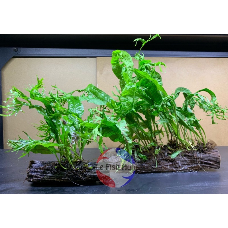 AQUARIUM AQUASCAPE DECORATIVE LIVE PLANT🌱MICROSORIUM PTEROPUS ‘WINDELOV ...