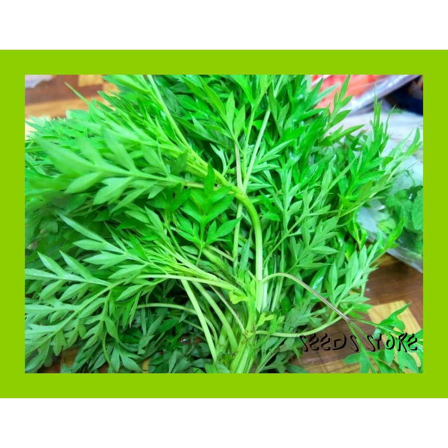 Vege Seeds (10pcs) / Ulam Raja Mahkota Segala Ulam / 乌兰拉惹| | Shopee ...