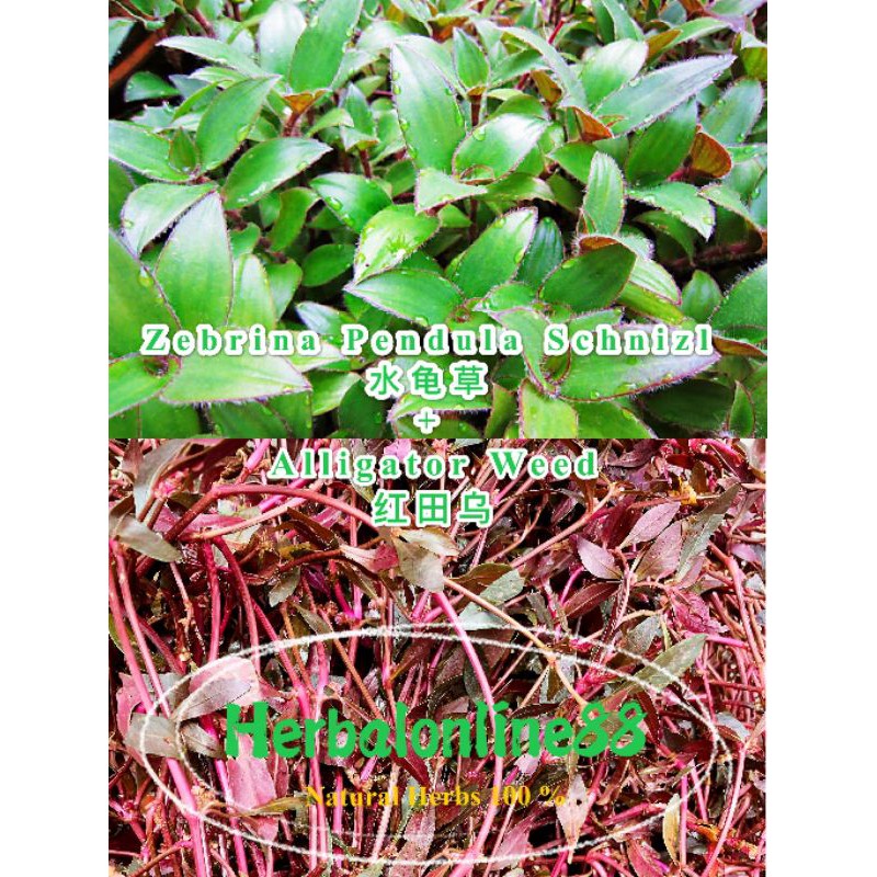 Tea Alligator Weed 2 in 1 Zebrina Pendula Schnizl🌿红田乌＋水龟草茶🌿5gx12 bag ...