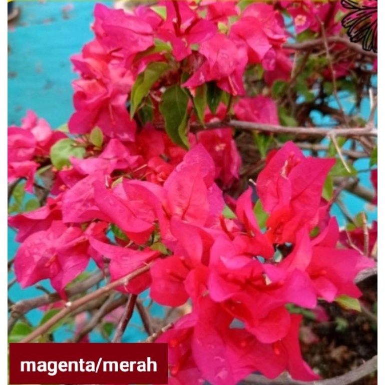 🌱pokok bunga kertas🌱 | Shopee Malaysia