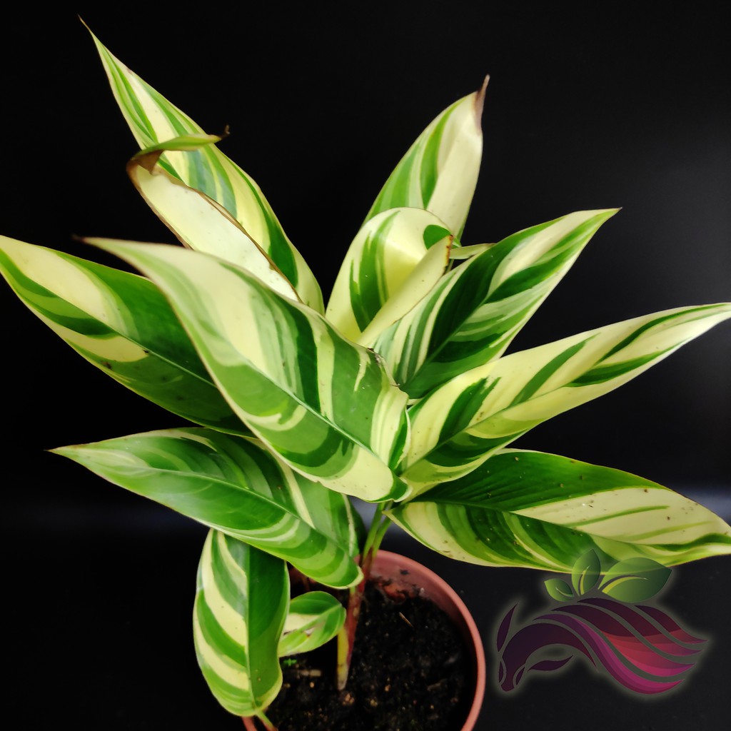 Heliconia Bird of Paradise Heliconia Variegated Leaf Psittacorum ...