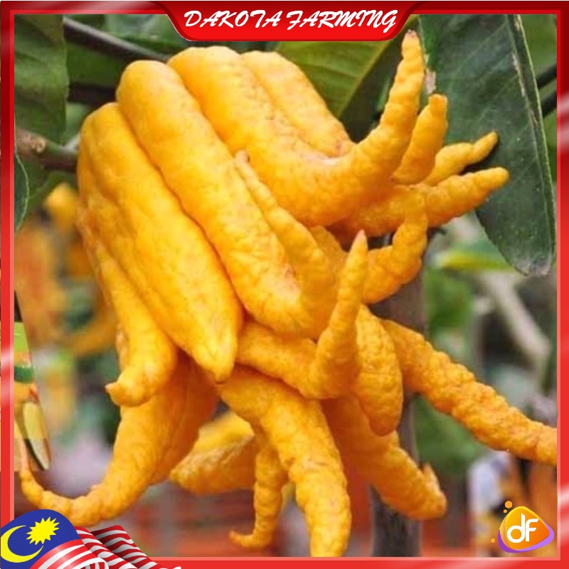 Anak Pokok Limau Jari Hantu Limau Tangan Buddha Limau Kuku Harimau ...