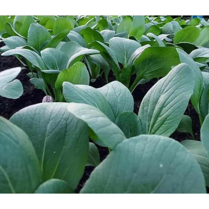 biji benih Dwarf Pak Choy F1 hybrid. RM2.99 100 biji benih | Shopee ...