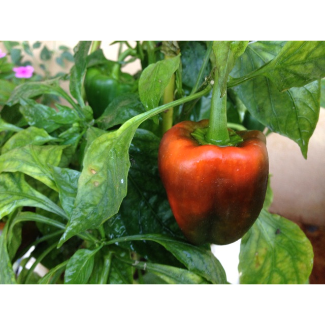 10pcs Biji Capsicum / Cili Benggala 🌶 (Bell Pepper) | Shopee Malaysia
