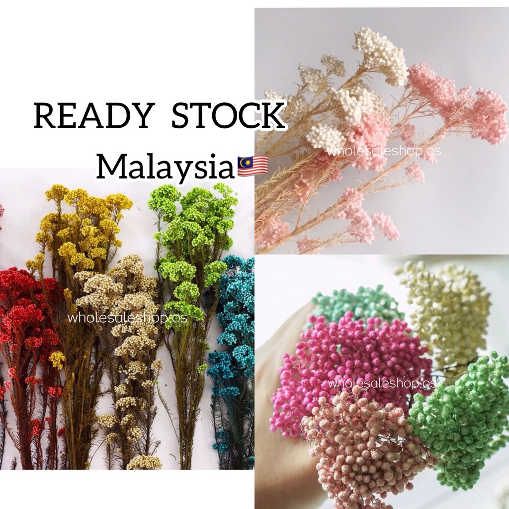 PRESERVED AAA 💐100G Rice Flowers REAL Preserved Flowers Bunga millet ...