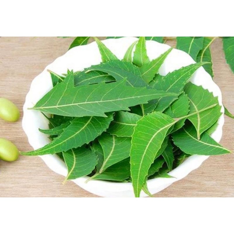 daun semambu /daun neem/ daun mambu | Shopee Malaysia