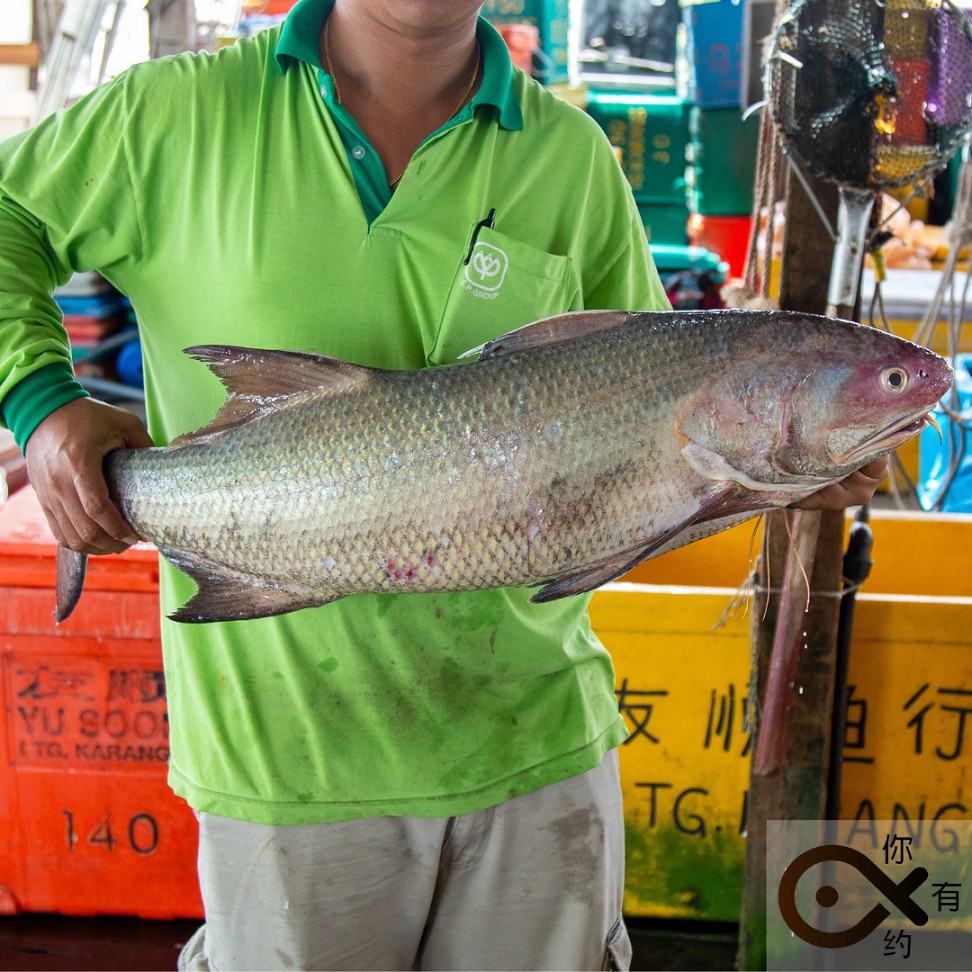 [海鲜 Seafood] 顺丰鱼 | Indian Threadfin | Ikan Kurau | Shopee Malaysia