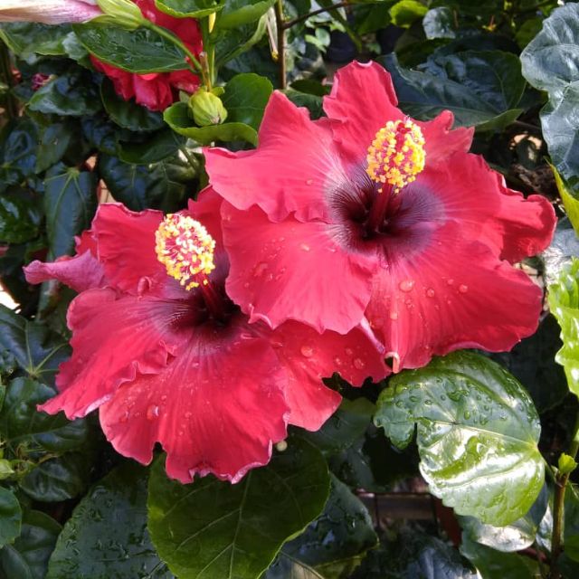 Pokok Bunga raya jenis hybrid | Shopee Malaysia
