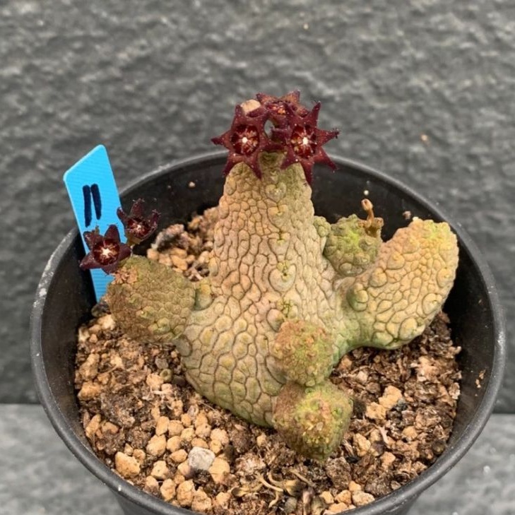 AH BENG GARDEN: Pseudolithos Dodsoniana 蛇蹄玉 | Shopee Malaysia