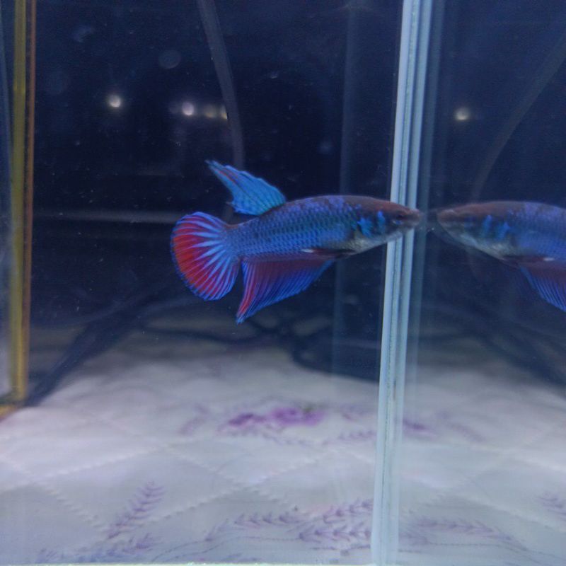 ibellis hibrid Dan ibellis hibrid vailtail size S/M male ( ready stok ...