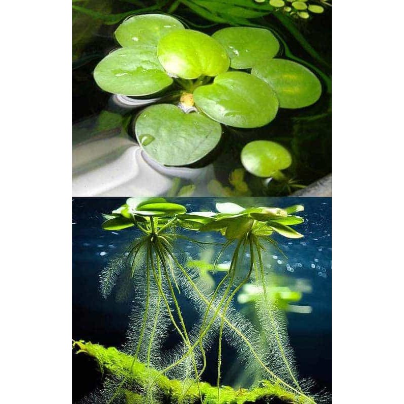 Limnobium laevigatum (Amazon Frogbit) - 1pc Aquarium plants Aquatic ...