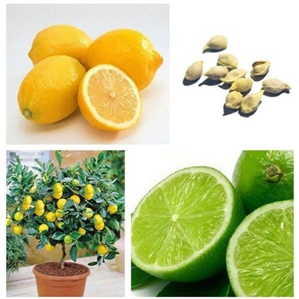 5pcs Lemon Tree Seeds Fruit Garden Bonsai Seed Flower Plant Seed Potted ...
