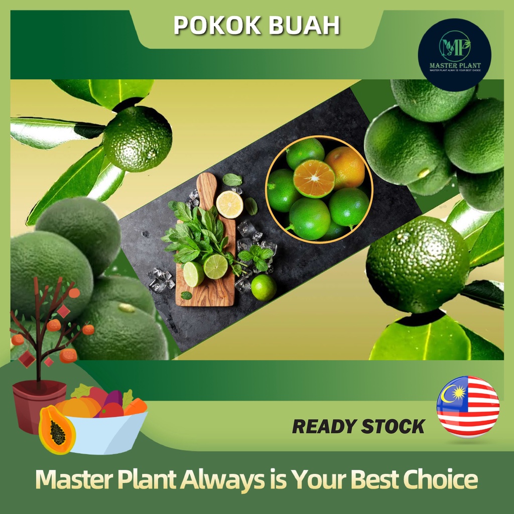 MP ANAK POKOK LIMAU KASTURI / SAMBAL [Max of 4 Trees Each Parcel] (ADA ...