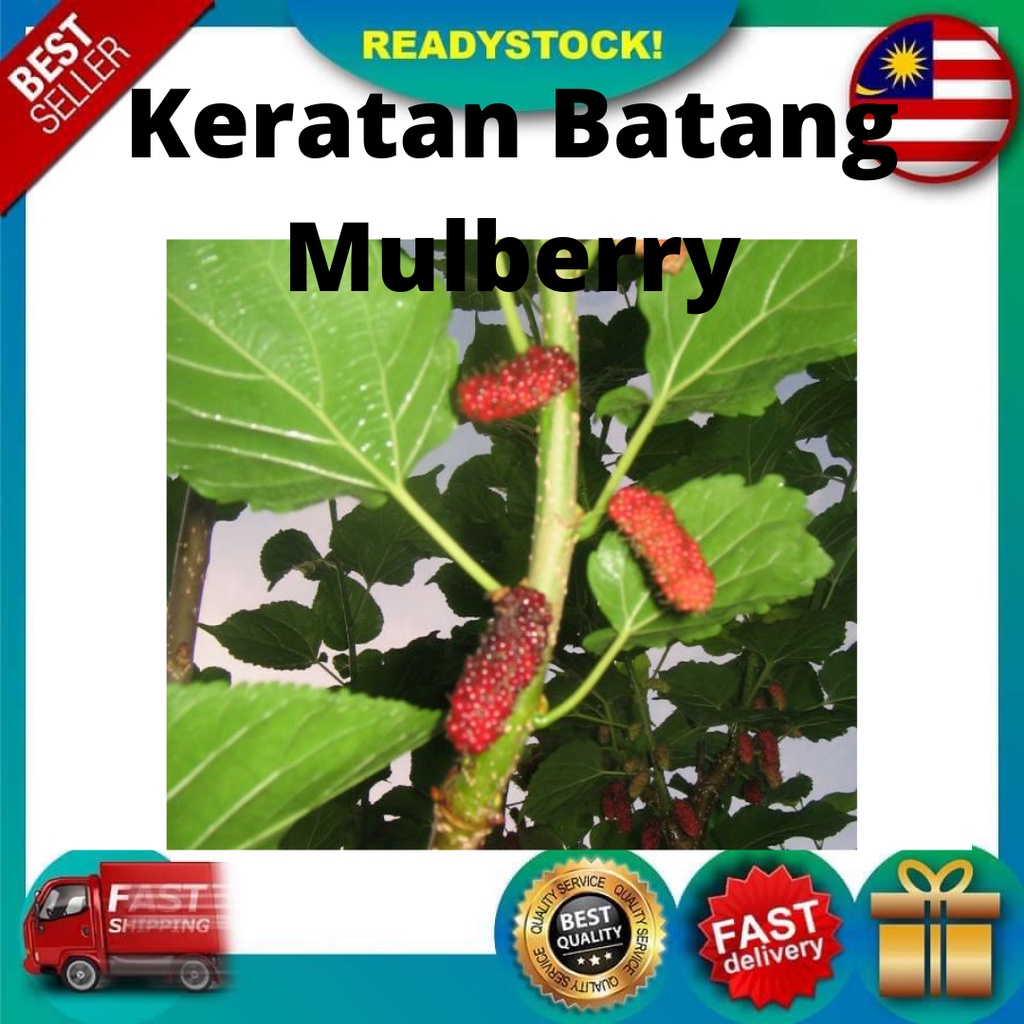 Keratan batang pokok mulberry murah | Shopee Malaysia