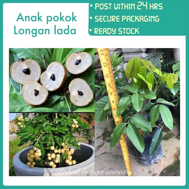 PBN - anak pokok longan lada hitam - mata kucing isi tebal bunga ...