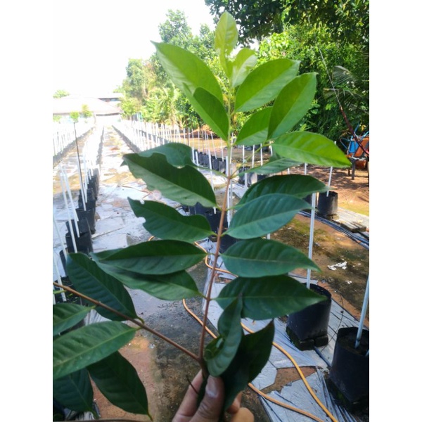 Anak Pokok Daun Salam atau Serai Kayu atau Samak | Shopee Malaysia Anak Pokok Daun Salam atau Serai Kayu atau Samak | Shopee Malaysia