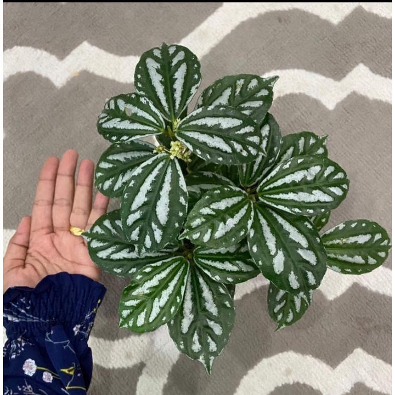 Pilea Cadierei (Watermelon Pilea) | Shopee Malaysia