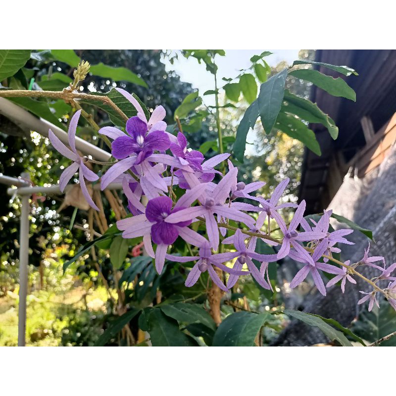 Pokok bunga purple Sandpaper Vine | Shopee Malaysia