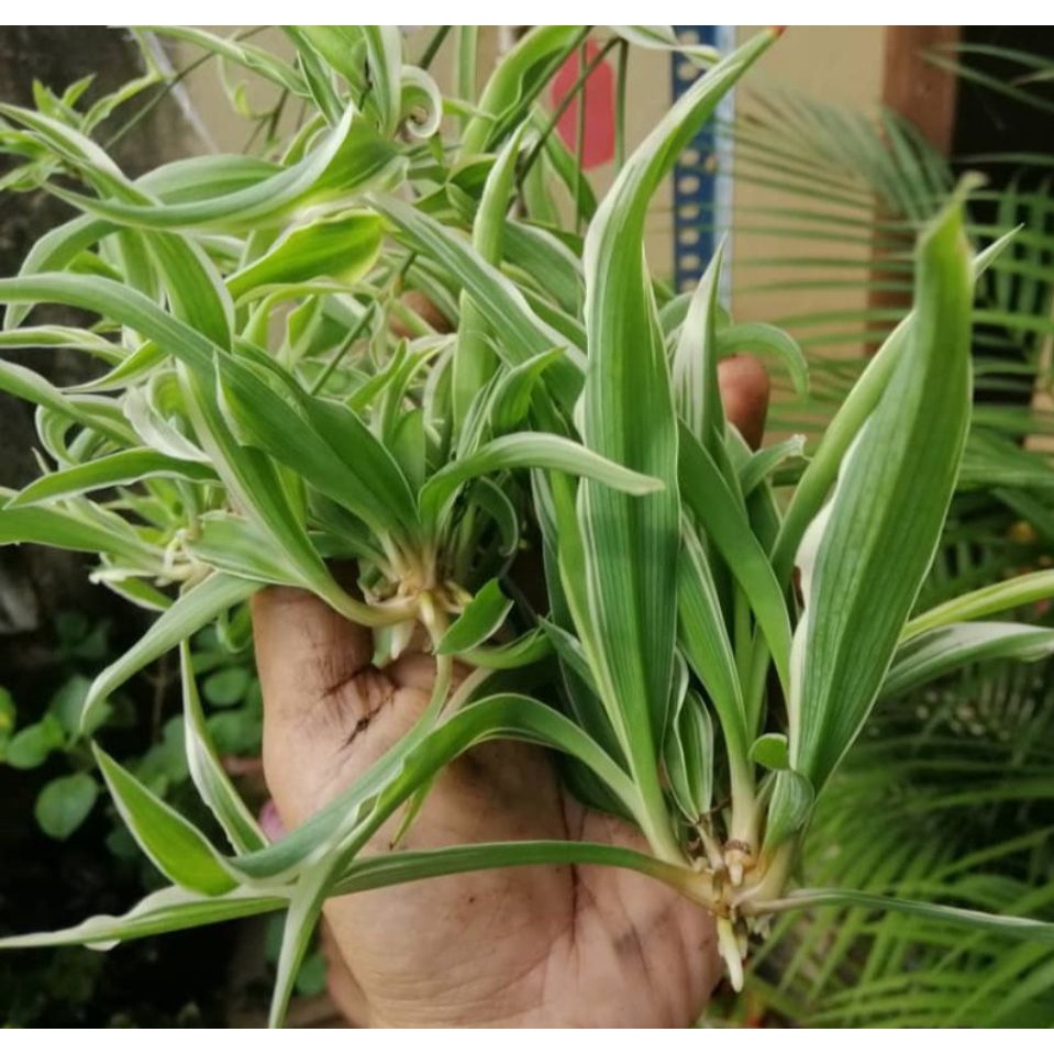 SPIDER PLANT | ANAK POKOK SPIDER PLANT | CHLOROPHYTUM LAXUM | ANAK ...