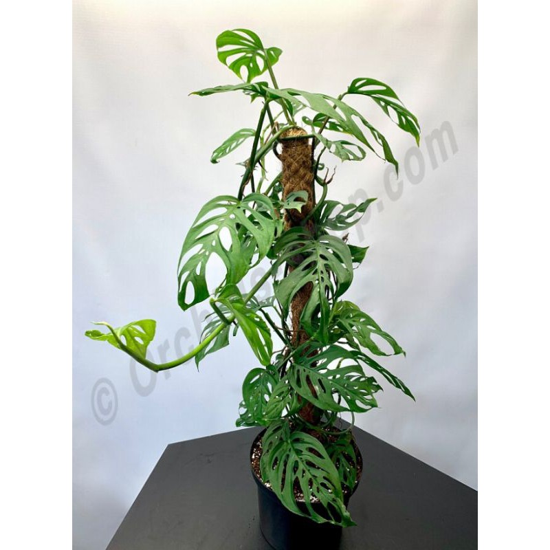 Pokok aroid Monstera Acuminata | Shopee Malaysia