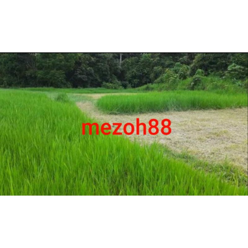 Benih rumput minyak( brachiaria humidicola) | Shopee Malaysia