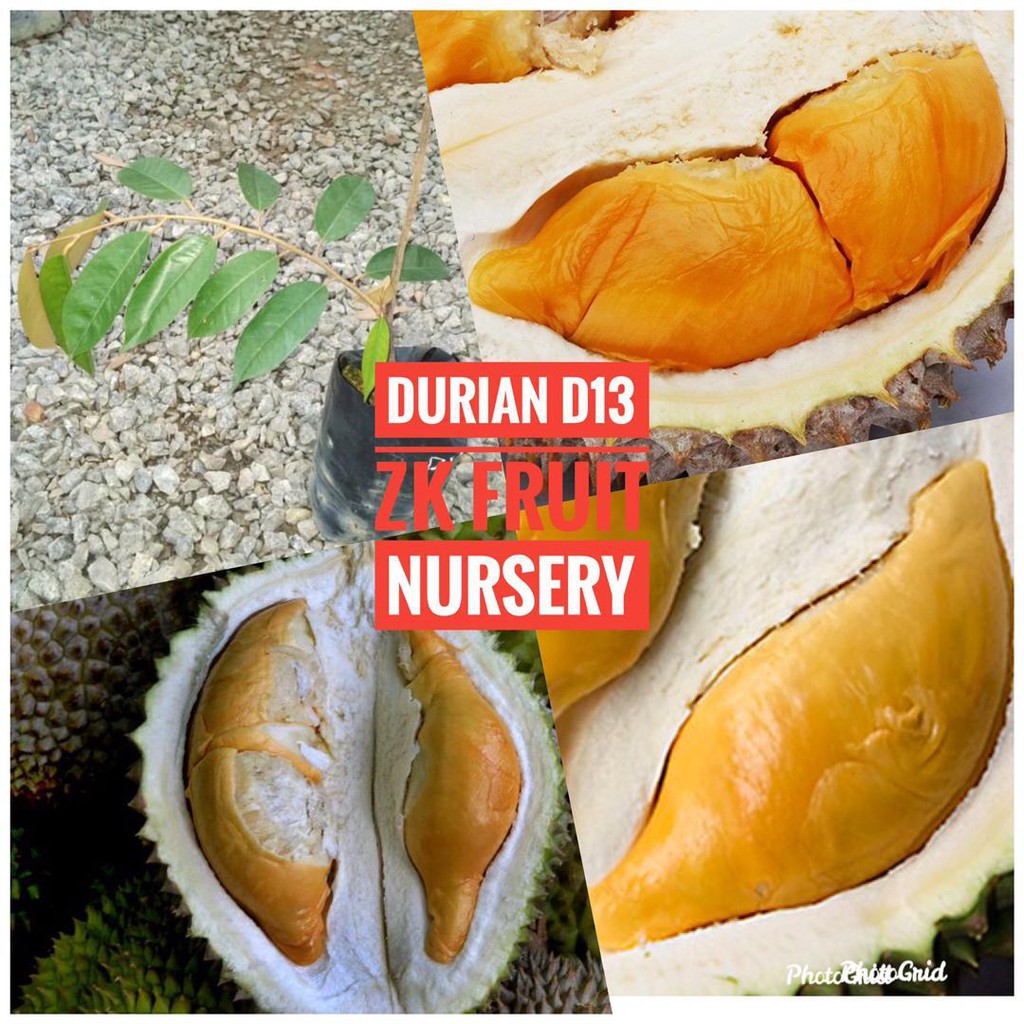 Anak Pokok Durian D13 Golden Bun | Shopee Malaysia