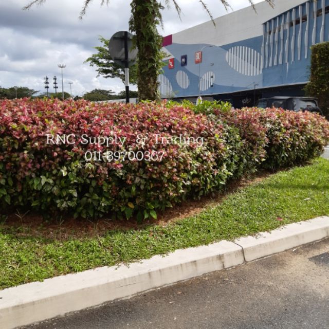 🌹POKOK PAGAR🔥 ANAK POKOK BUNGA RAYA MIX COLOUR RANDOM DAUN BATIK/MERAH ...