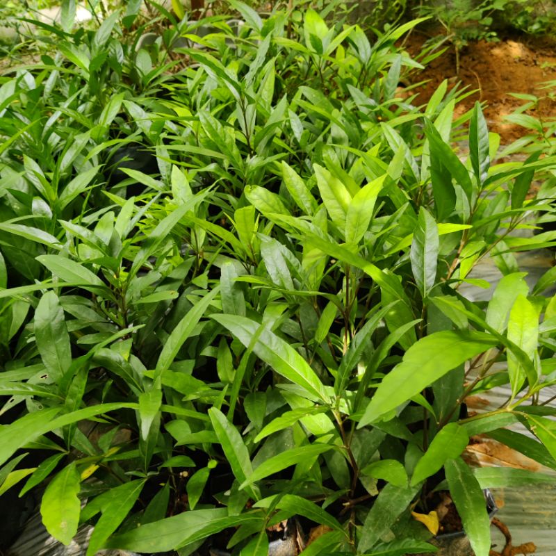 ANAK POKOK GANDARUSA HITAM, HIJAU DAN BATIK | Shopee Malaysia