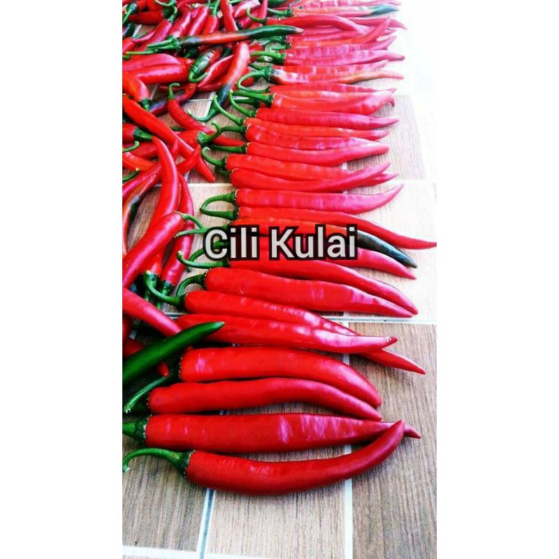 BIJI BENIH CILI BESAR MERAH KULAI | Shopee Malaysia