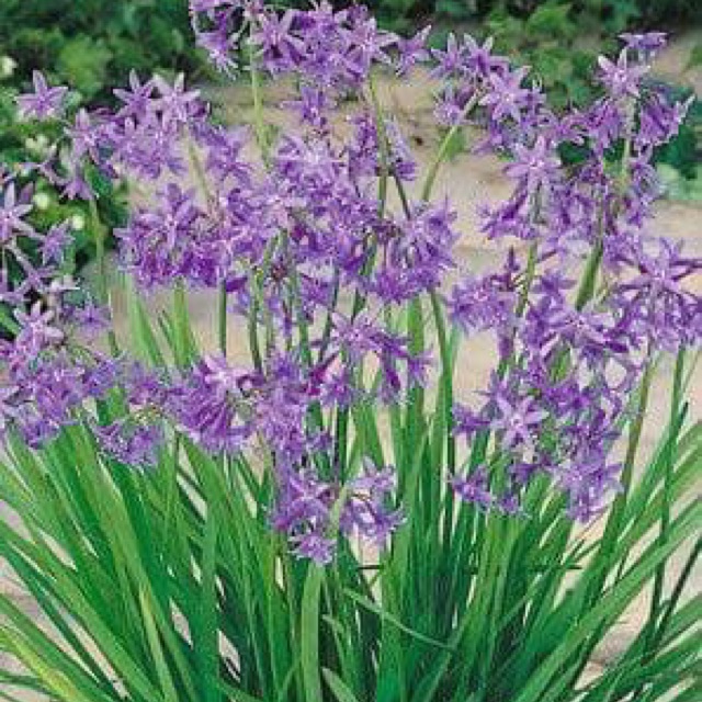 pokok kucai bunga ungu @ kucai taiwan @ society garlic | Shopee Malaysia