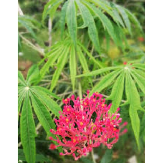 ANAK POKOK “Gambir Sarawak”🌿 Uncaria Gambir 🌿1 PASU | Shopee Malaysia