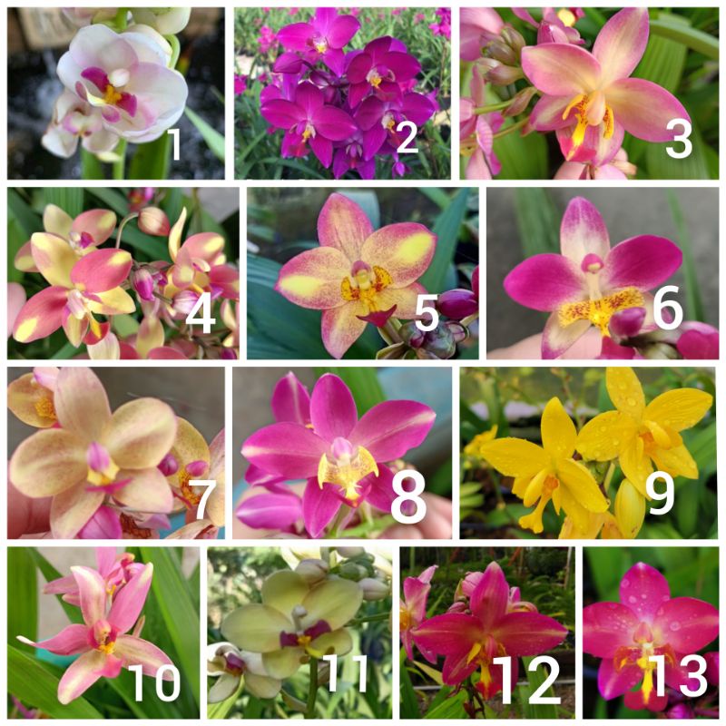 Orkid Pinang Pelbagai Warna Saiz Kecil (SILA BACA DESCRIPTION) | Shopee ...