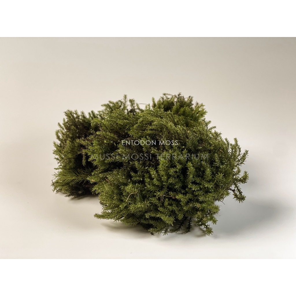 LUMUT HIDUP SPECIAL /RARE MOSS/SPECIAL MOSS SAMPLE KIT FOR BEGINNERS ...