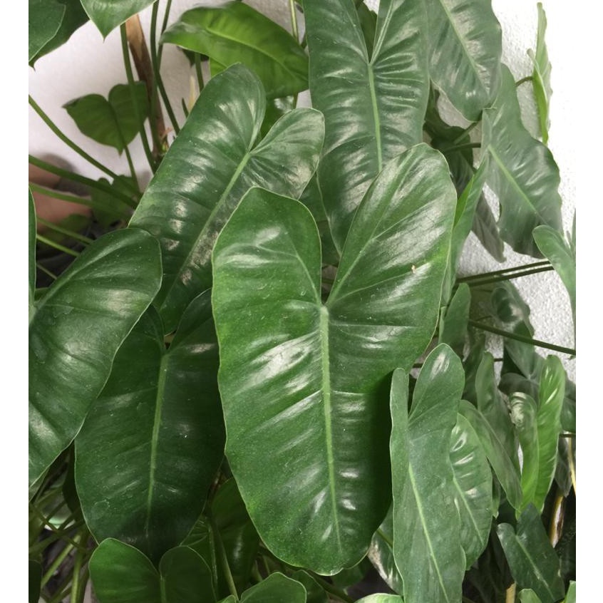 Philodendron Burle Marx , Philodendron Moonlight ,Imperial Gold & Burle ...
