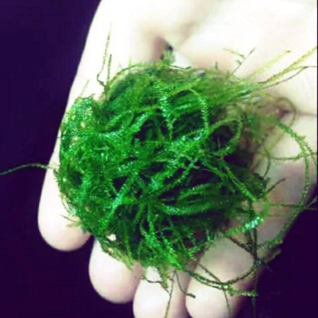 Aquarium Water Plant: Java Moss Loose | Shopee Malaysia