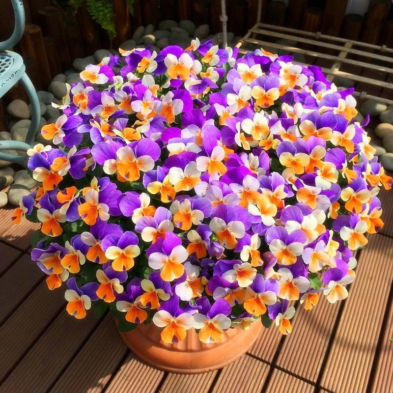 【Ready Stock】 Biji Benih Bunga Wild Pansy Flower seeds Wild Pansy ...