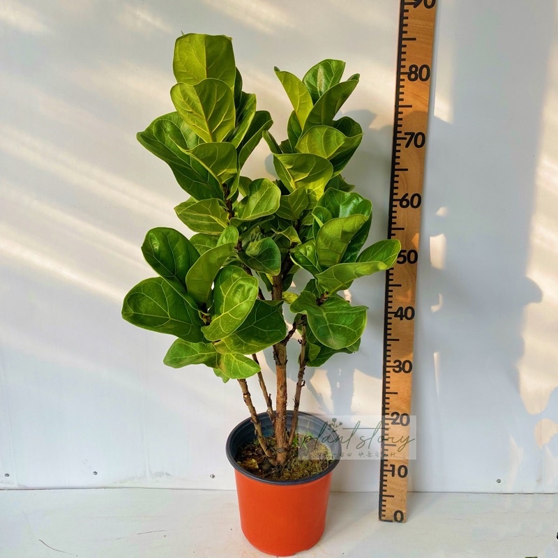 🌱Ficus Iyarata 🌱群生琴叶榕🌱Ficus Multi Head🌱Bushy ficus 🌱Indoor plant🌱 ...