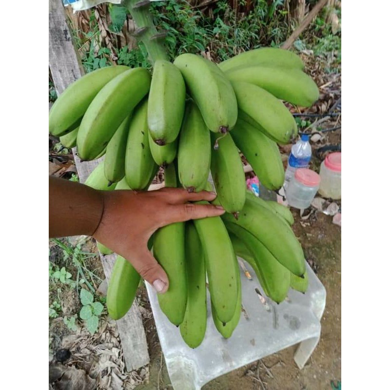 anak benih pokok pisang /nangka/restali/kebatu/kelatlego/nipah/awak ...