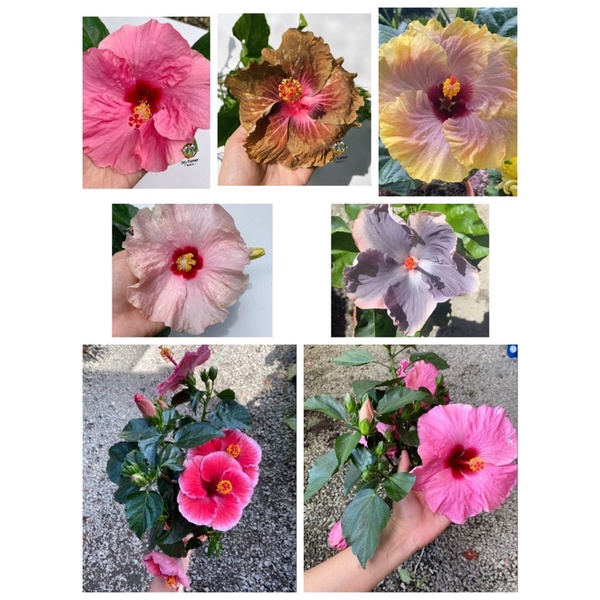 READY STOCK Hibiscus🌺 hybrid hibiscus-Bunga Raya🌺Shoeblackplant🌺 大红花🌺 ...