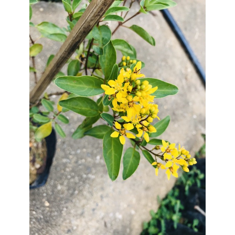Pokok Bunga Kacang Kuning / Pokok Bunga Jasmin Kuning Rajin dan Senang ...