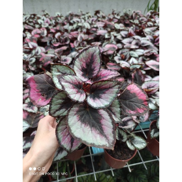 (T.G)Begonia rex salsa🌿 | Shopee Malaysia